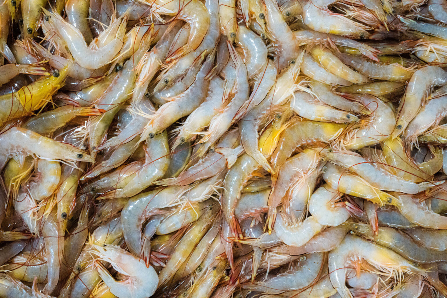 Skull Island Tiger Prawns – Austral