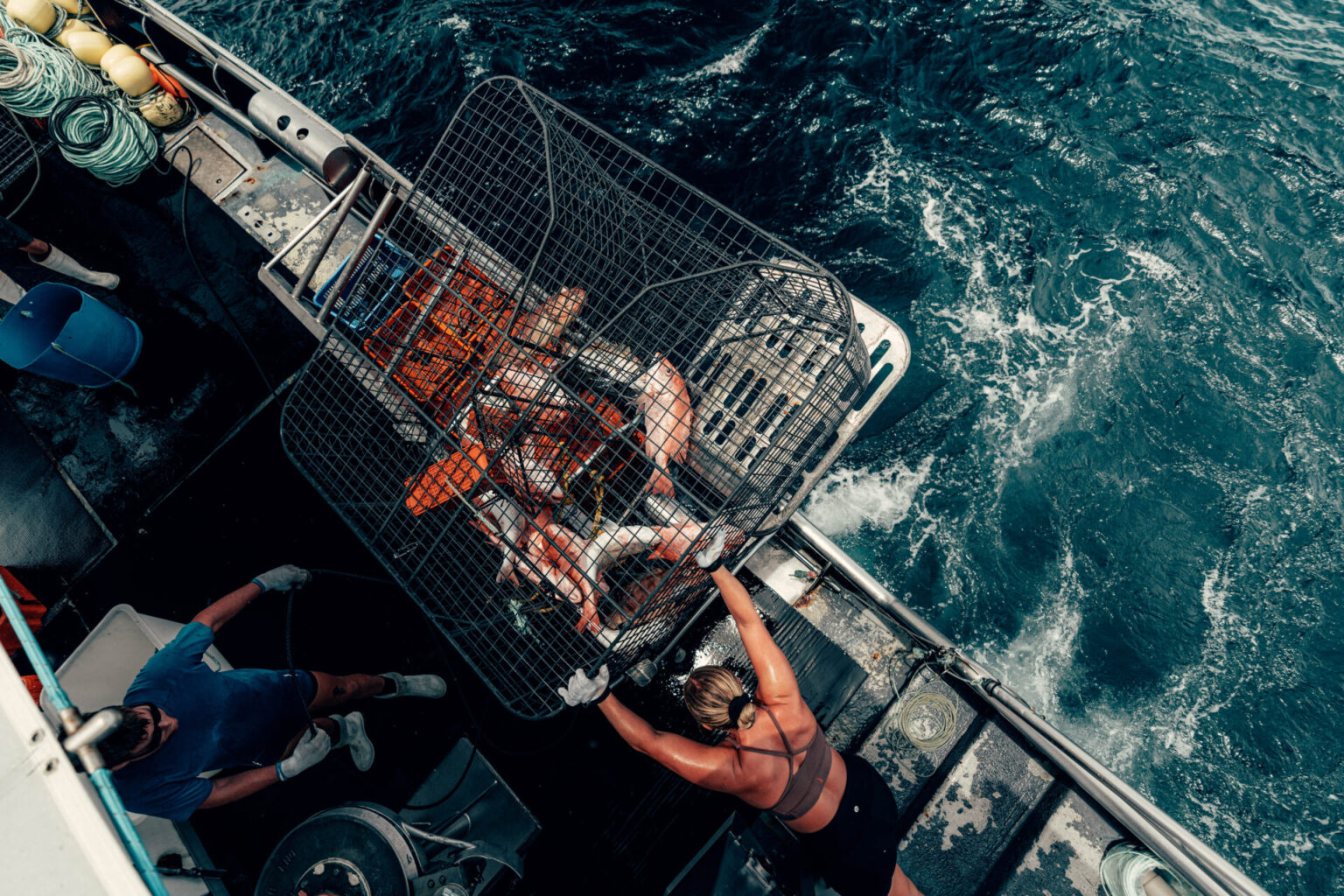 Northern Prawn Fishery – Austral