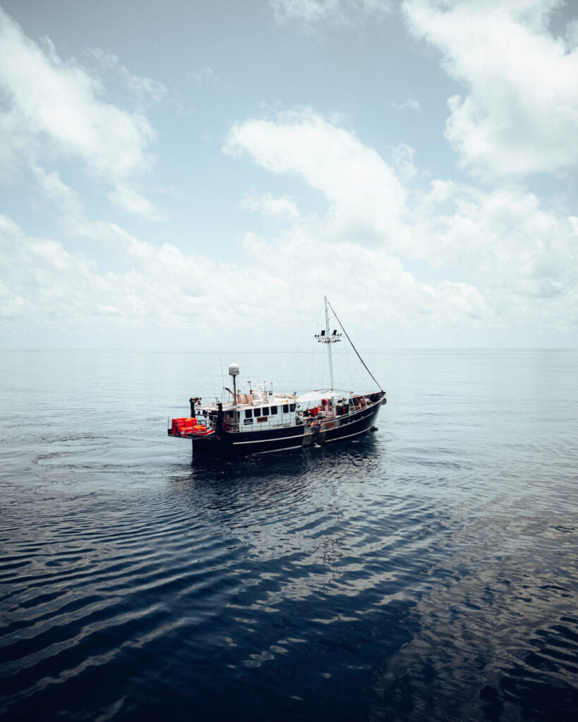 Northern Fin Fish – Austral