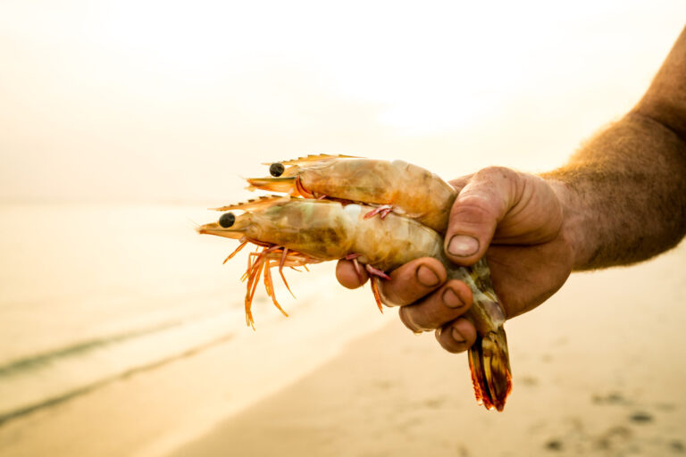 Skull Island Tiger Prawns – Austral