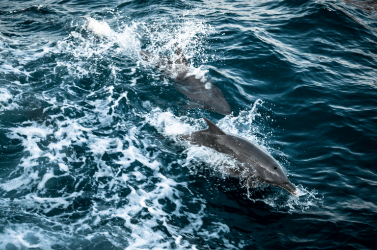 About us – Austral